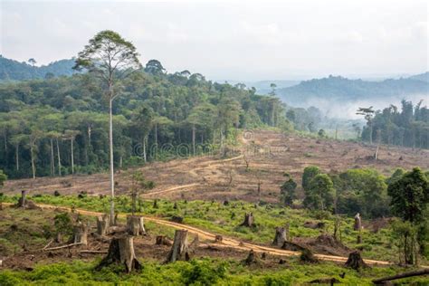 Deforestation In Borneo Malaysia Stock Illustration Illustration Of