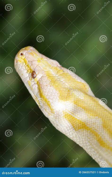 Close Up Of Albino Burmese Python With A Beatuful Pattern Stock Image