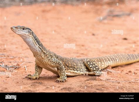 Sand Goanna