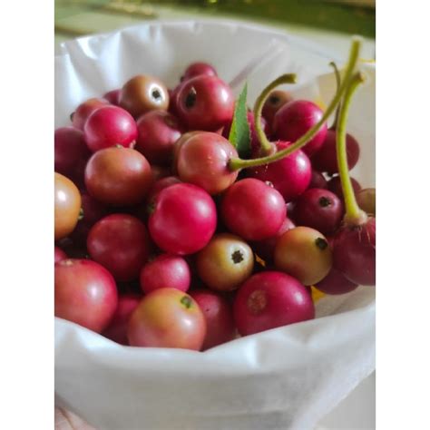 Jual Buah Seri Segar Buah Ceri Segar Buah Kersen Segar Buah Talok Segar Per Pcs Shopee Indonesia