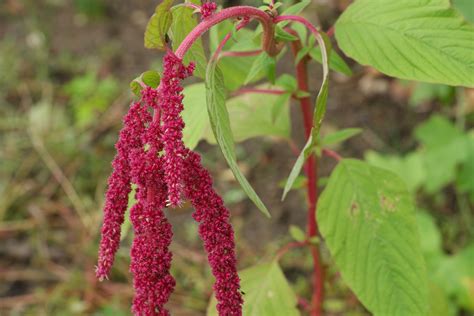 Foxtail Amaranth Amaranthus Caudatus