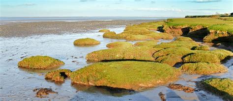 Solway Firth Salt Marsh Stock Image Image Of Flats Interest 42227821