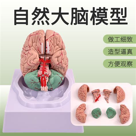 Brain Anatomy Model Brain Structure Model Brain Model Cerebral Artery