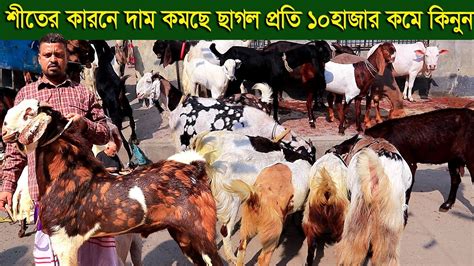 শীতের কারনে ছাগল প্রতি ১০হাজার কমে ৩০হাজারে বড় ছাগল নিতে পারেন Goat