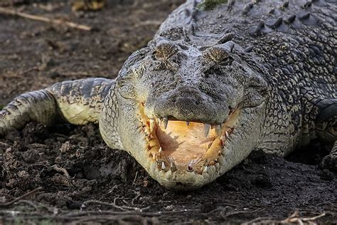 What Is An Apex Predator