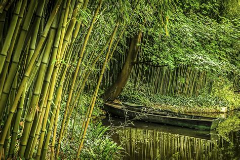 Interesting Bamboo Facts Angelic Bamboo Secrets