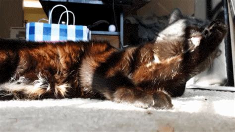 Personal Cat Bath WiffleGif