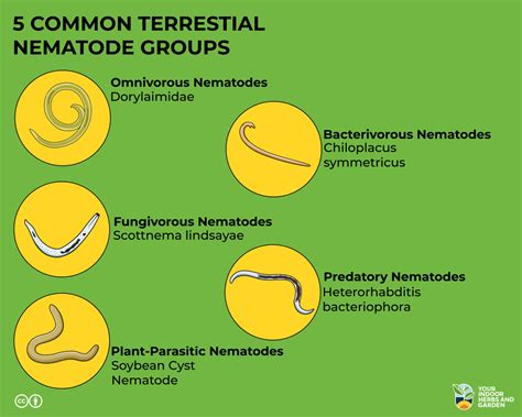 What Are Those Clear Worms In Soil Your Indoor Herbs And Garden
