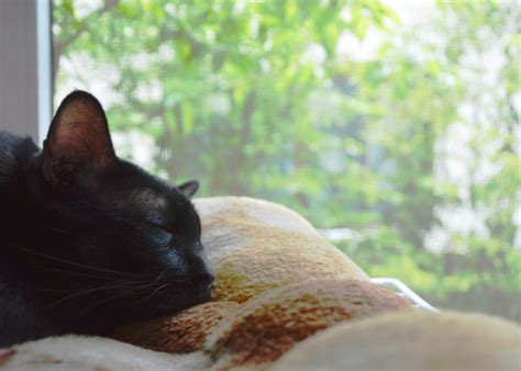 Benadryl For Cats Dosage Safety And Side Effects Dosage Safety And Side Effects