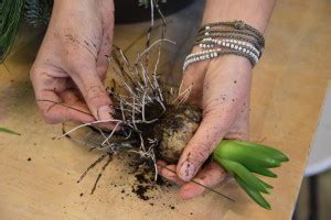 Traditioneel Kerststuk Maken Met Lekker Veel Groen