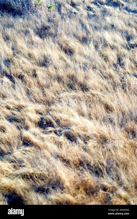 Dry Golden Coloured Grass At Anjarle Village At District Dapoli