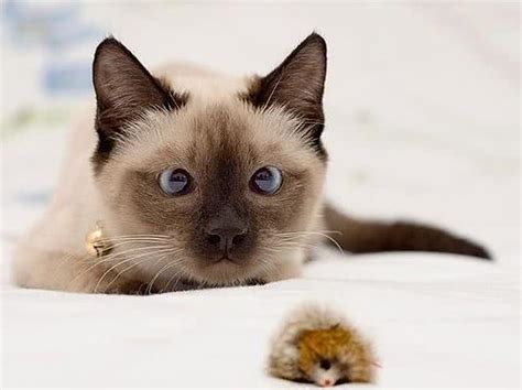 爆笑内涵图：活猫遇见死耗子，原来是这样的表情！