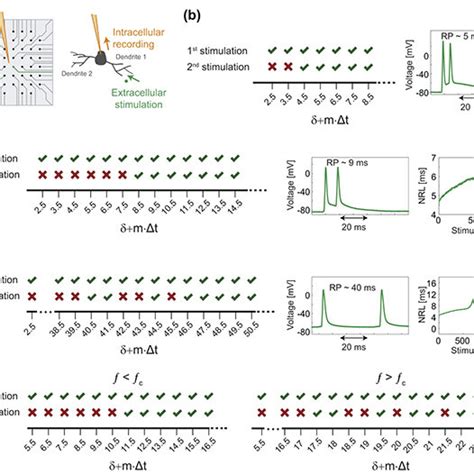 Measuring The Neuronal Refractory Period Withoutwith Preceding