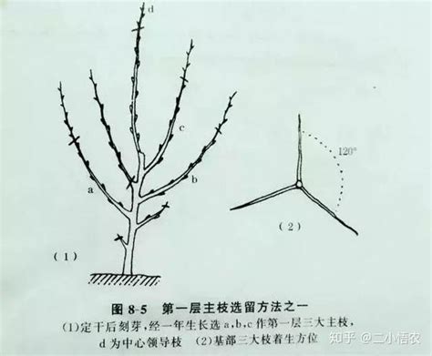 梨树修剪技巧和方法！ 知乎