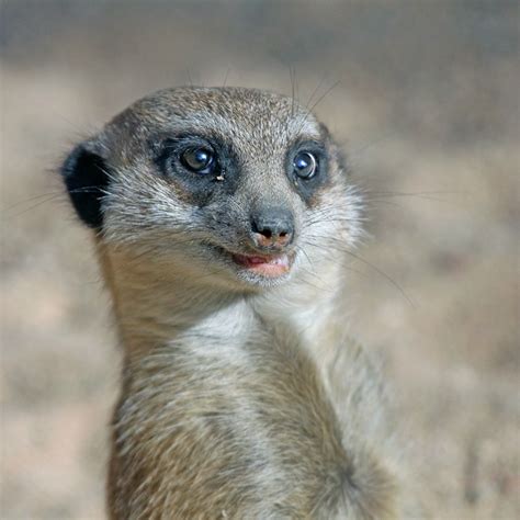 Suricata O Suricato Taringa