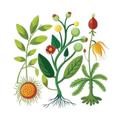 Hand Drawn Design Botanical Elements Collection 48321991 Vector Art At