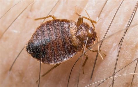 A Guide To Bed Bugs In Ny And Ct Parkway Pest Services