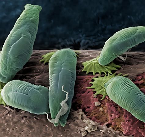 Specified Object Contour Segmentation Dataset Ai Data Collection Company