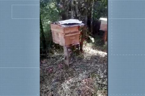 Envenenamento Por Uso De Agrotóxicos Provoca A Morte De Milhares De