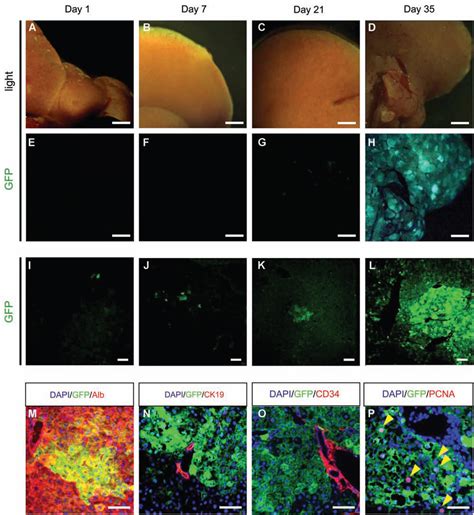 The Time Course Analyses Of Mature Hepatocyte Transplanted Mouse Livers