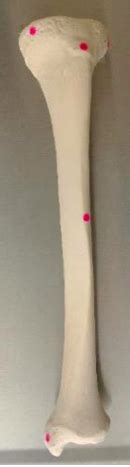Left Tibia II Diagram Quizlet