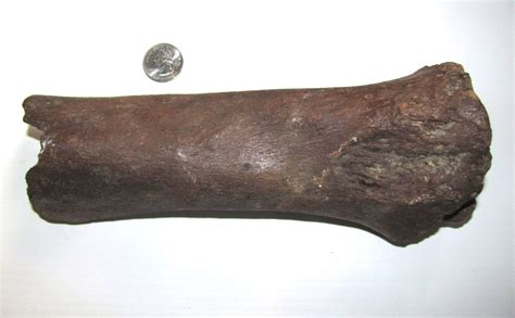 Fossil Bison Bone A  Member Collections The Fossil Forum