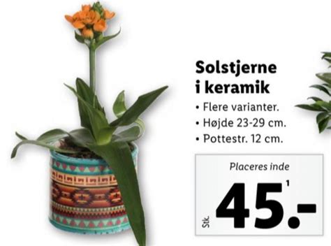 Planter Lidl Januar 2024 Alle Tilbudsavis