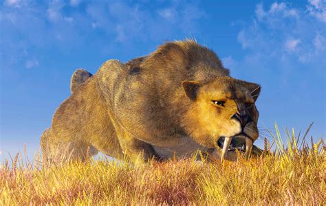 Filesmilodon Fatalis Sabertoothed Tiger Upper