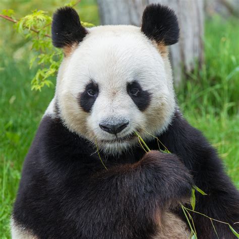 How Many Giant Pandas Are Left In The World Readers Digest
