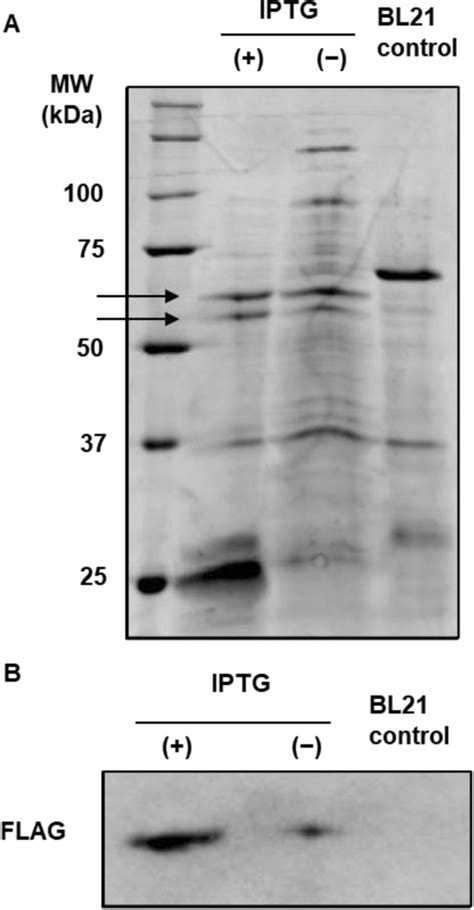 Confirmation Of PSD Protein Composition A Protein Profiles Of PSD