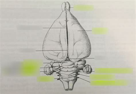 Diagram Of Rabbit Brain Quizlet
