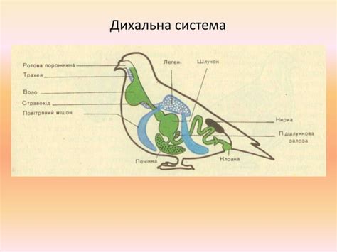 Внутрішня будова та особливості життєдіяльності птахів Ppt