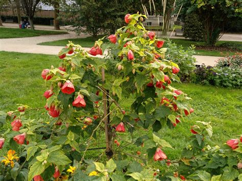 Abutilon Para Mi Jardín