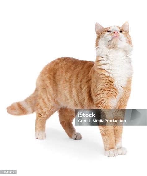 진저고양이 애완고양이에 대한 스톡 사진 및 기타 이미지 애완고양이 컷아웃 흰색 배경 Istock