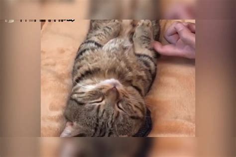 短腿小猫咪最爱立正睡，睡一睡自动翘脚，太可爱了自动