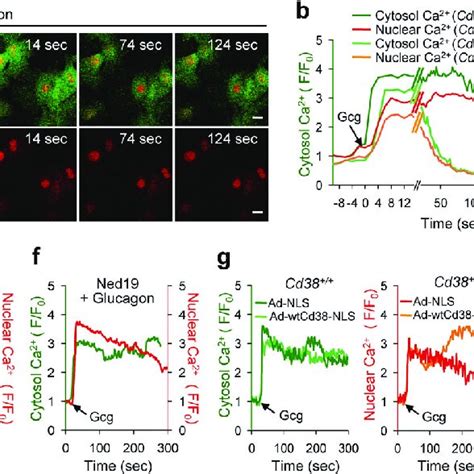 Nuclear Cd38 Mediated Adpr Is Essential For Glucagon Induced Nuclear Ca