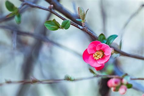 Peach Blossom Cherry Free Photo On Pixabay Pixabay