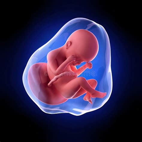 Foetus Humain Semaine 23 Illustration Stock Illustration Du Semaine 58829888