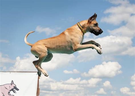 9 Of The Best Tips To Having A Trained Great Danes Hello Danes