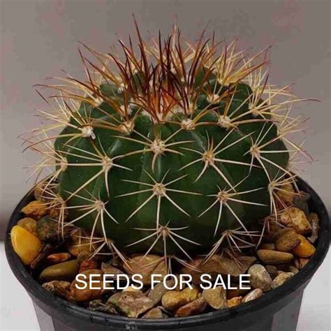Melocactus Concinnus Seeds Fresh Cactus For Sale