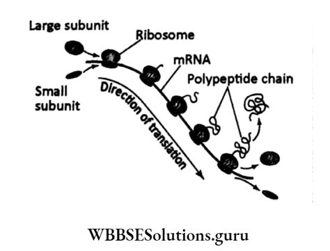 Wbbse Solutions For Class 10 Life Science Chapter 2 Cell Division And Cell Cycle Wbbse Solutions
