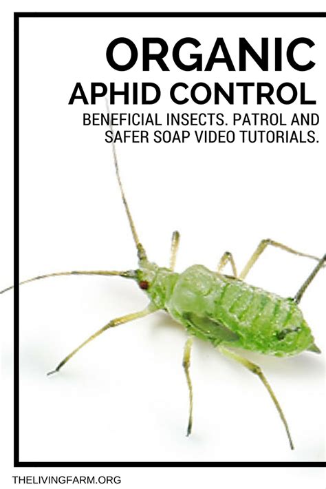 3 Easy Organic Aphid Control Techniques For The Garden
