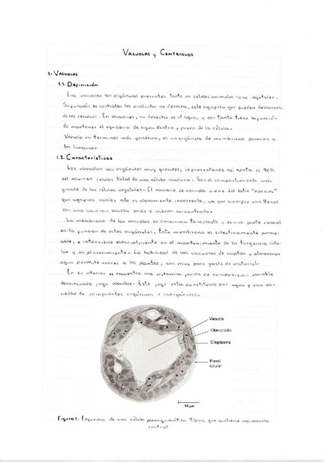 Vacuolas Y Centriolos Definición Características Y Funciones Studocu