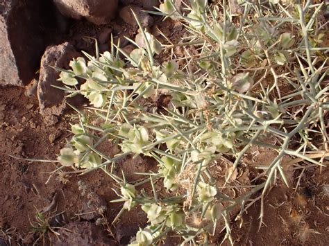 Zilla Macroptera Coss