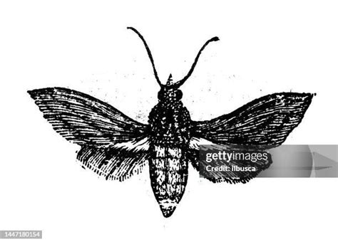 Sphinx Moths Sphinx Moth Photos And Premium High Res Pictures Getty