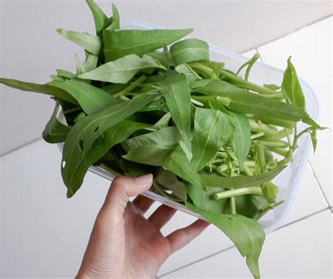 5 Tanaman Yang Cocok Untuk Memulai Urban Farming