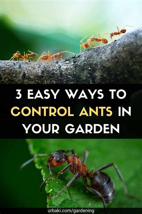 3 Easy Ways To Control Ants In Your Garden