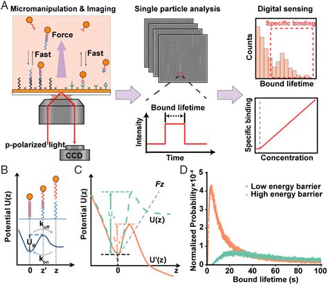 Dynamic Single Molecule Sensing By Actively Tuning Binding Kinetics For