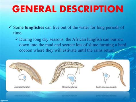 Class Actinopterygii And Class Sarcopterygii Pptx Fish And Class Actinopterygii And Class Sarcopterygii Pptx Fish And