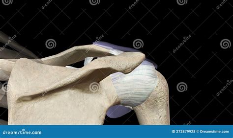 The Shoulder Girdle Is Formed By Two Pairs Of Bones The Scapula Stock